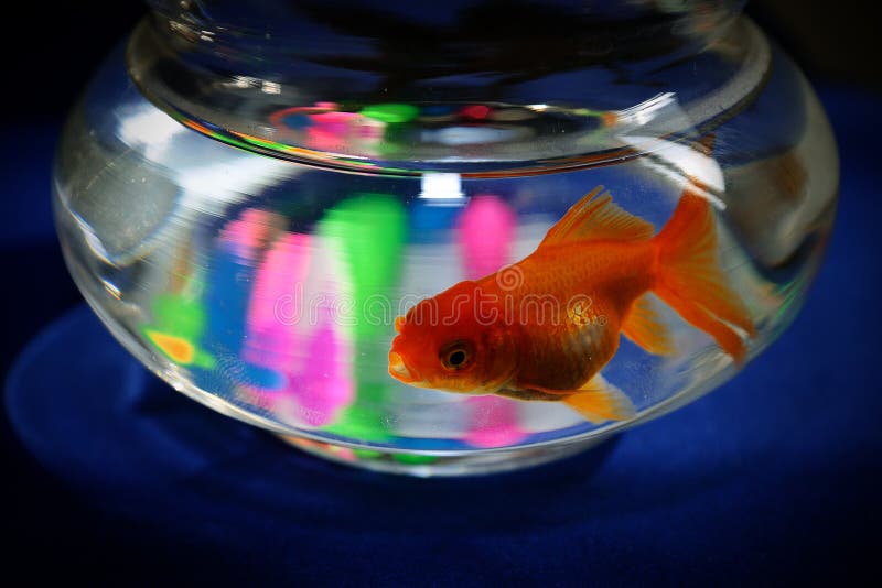 Golden fish stock image. Image of colorful, fish, sweetly - 23897495