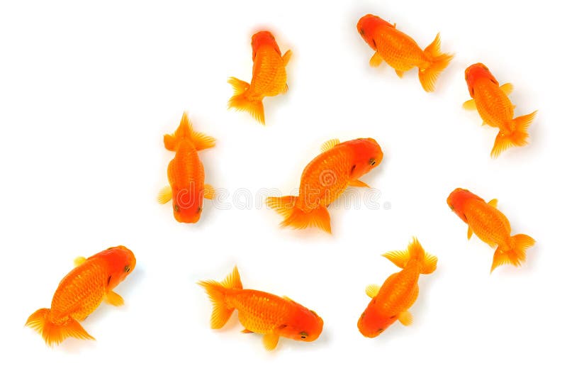 Five goldfish stock photo. Image of gold, tranquil, pets - 1840500