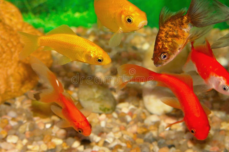 Golden fish stock image. Image of golden, goldfish, swimming - 3827751