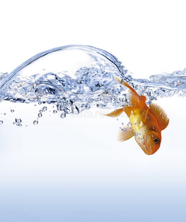 Runaway Goldfish a Goldfish Jumping Out of Hand Stock Image - Image of ...