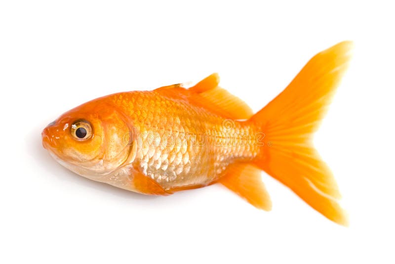 Golden Koi Fish stock photo. Image of white, copy, carp - 28982586