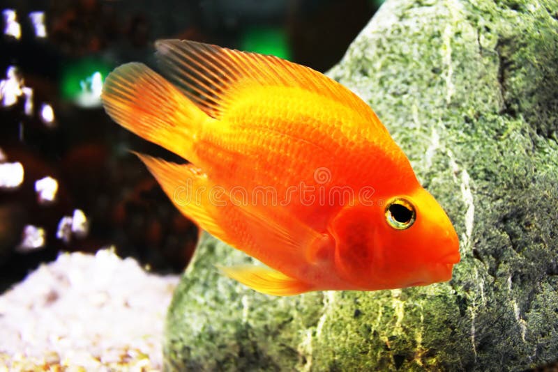 Golden fish in aquarium stock image. Image of goldenfish - 23468687