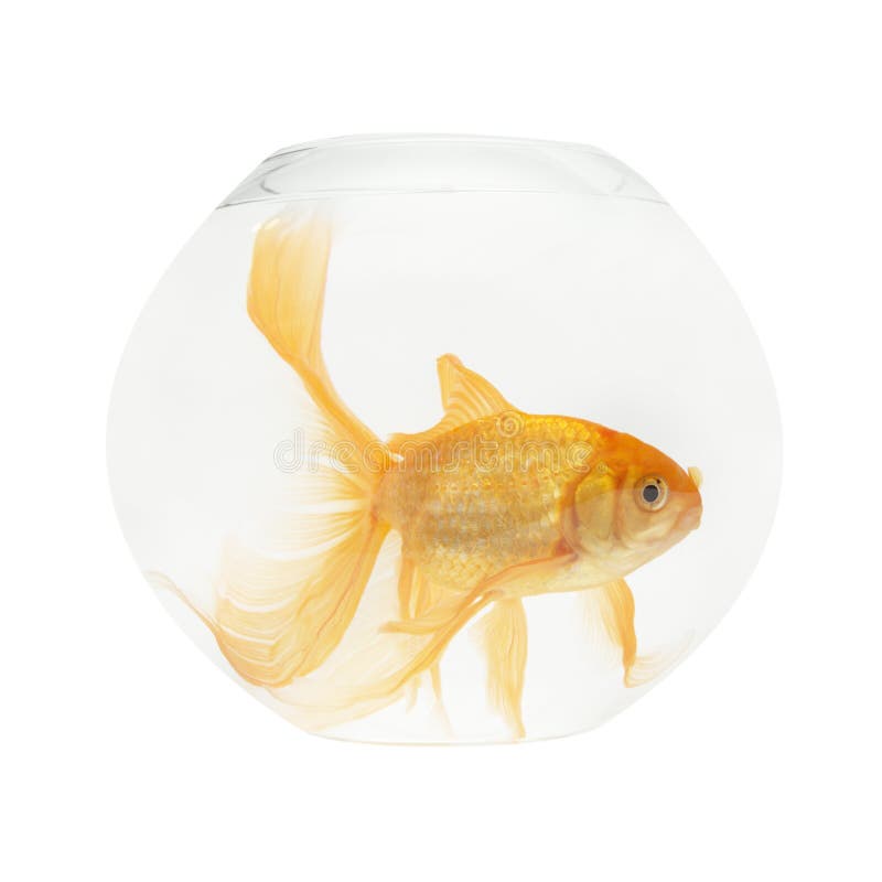 Gold fish in plastic bag stock image. Image of aquarium - 9145661