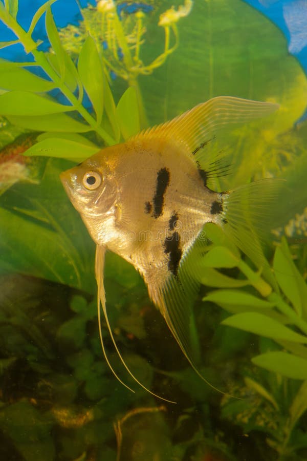 Golden Fish with Black Parts Swims in a Compact Aquarium Stock Image ...