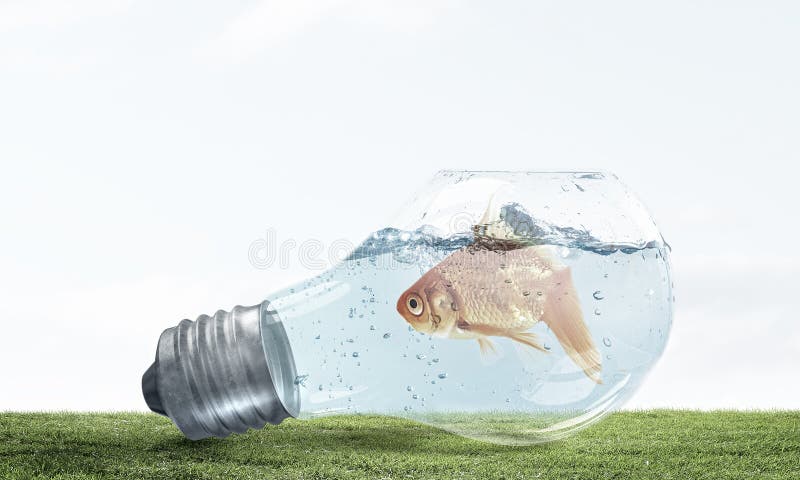 553 Light Bulb Fish Stock Photos - Free & Royalty-Free Stock Photos ...