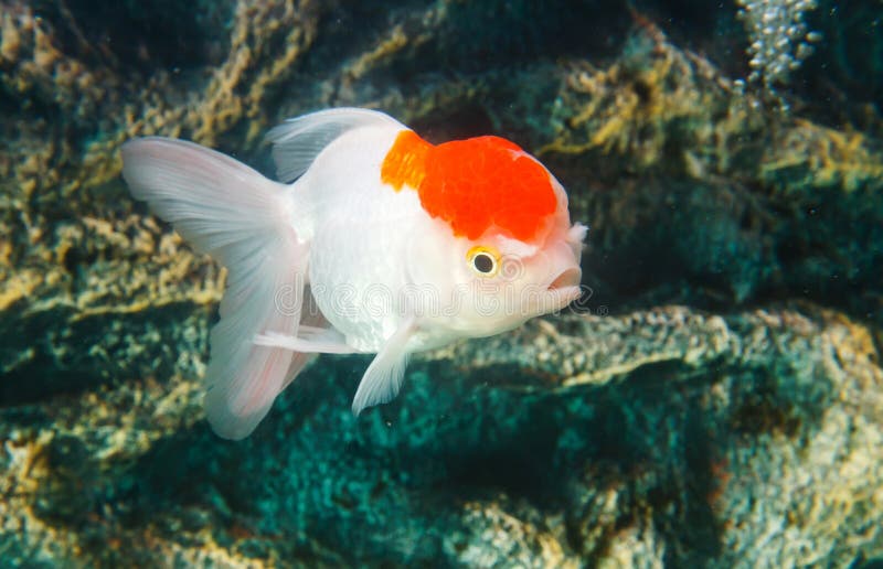 Golden fish in aquarium stock photo. Image of animal - 192256280