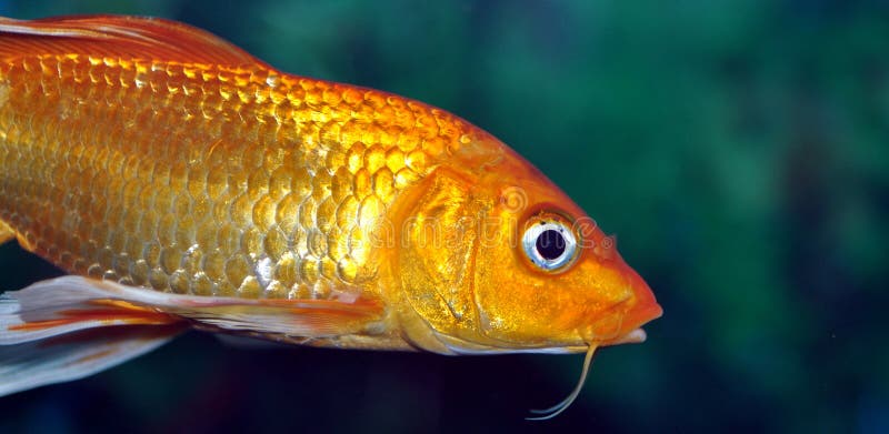 Golden fish in aquarium stock photo. Image of animal - 192256280