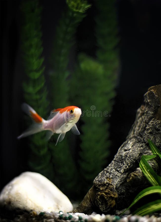 Golden Fish, Cometa, in the Tank. Stock Photo - Image of domestic ...