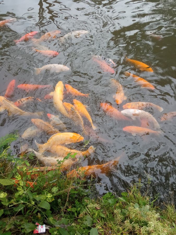 Golden fish community stock photo. Image of happy, underwater - 220594188
