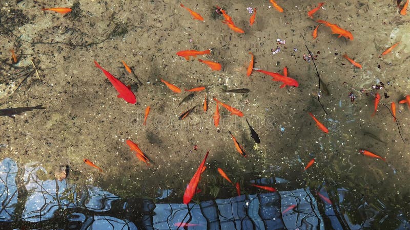 Golden Fish Floating at Clear Water Surface. Many Red Fish in Pond ...