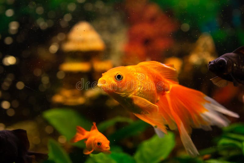 Golden Fish in Freshwater Aquarium Stock Photo - Image of telescope ...