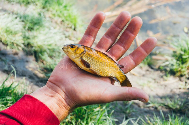 Golden fish in hand stock image. Image of fisherman, fish - 62906481