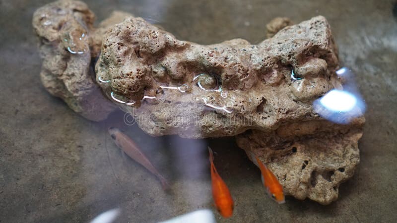 Golden Fish Hiding in the Rock Stock Photo - Image of nature, animal ...