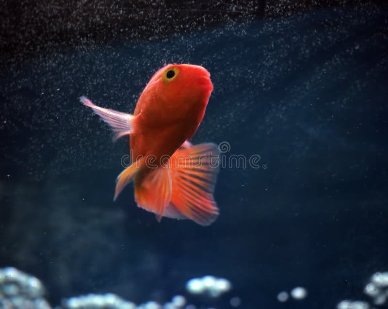 Golden Fish at the Light Rays at Blue Water Stock Photo - Image of ...