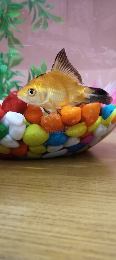 Golden Fish Pot Jaipur India Stock Image - Image of fish, jaipur: 276929643