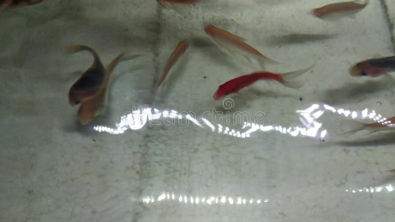 Golden Fish Swimming in the Fish Tank or Aquarium Stock Footage - Video ...