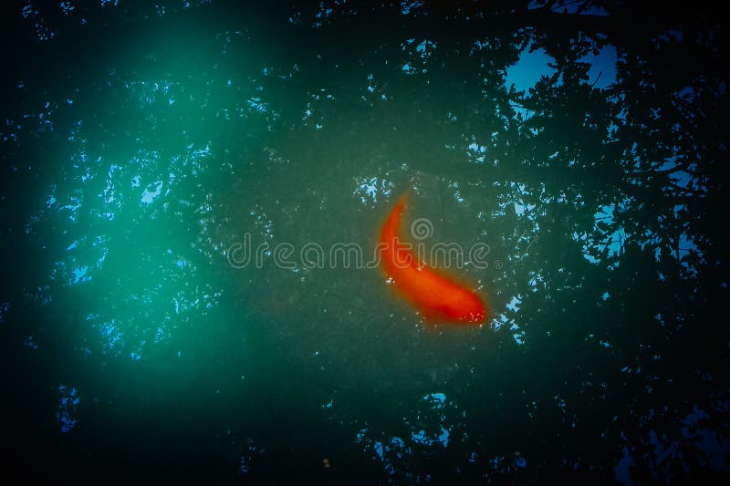 Golden Fish Swimming Under Pattern Water Texture with Reflex Tre Stock ...