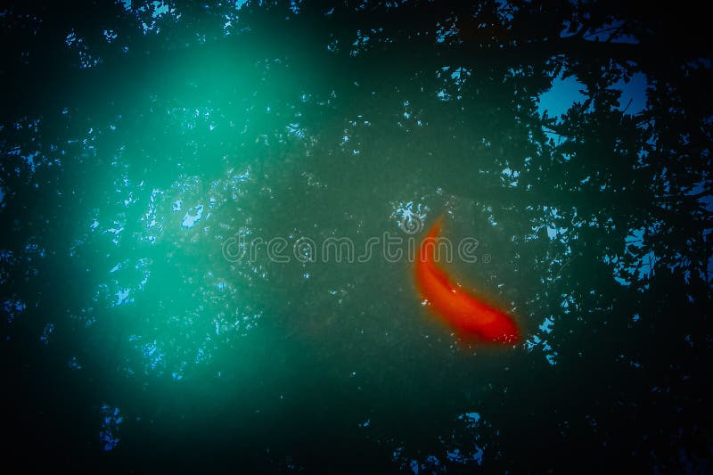 Golden Fish Swimming Under Pattern Water Texture with Reflex Tre Stock ...