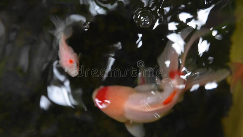 Golden Fish Swimming in the Fish Tank or Aquarium Stock Footage - Video ...