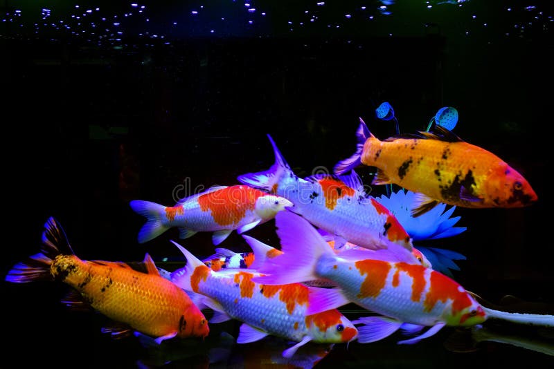 Golden fish in fish tank stock image. Image of tank - 265480973