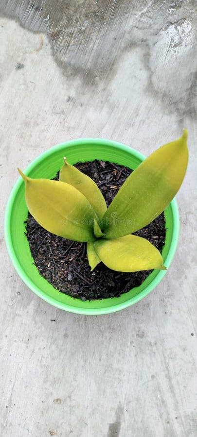 Golden flame mutation stock image. Image of yellow, golden - 250889019