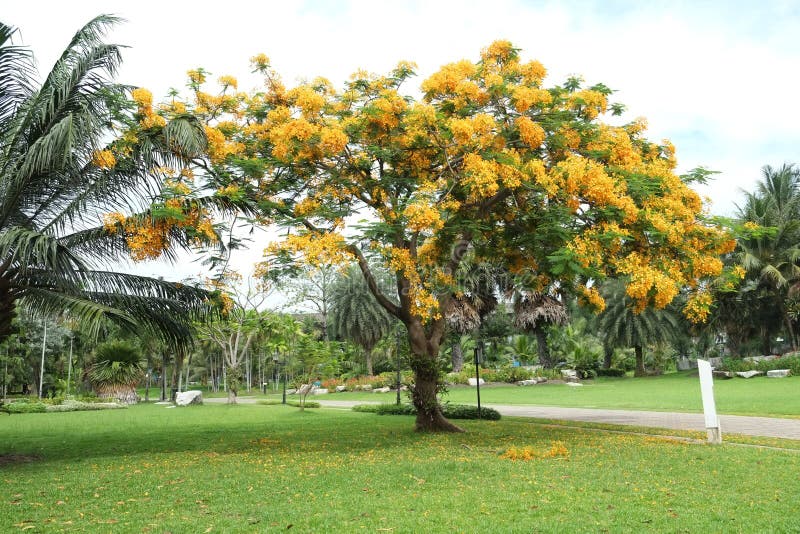 Golden Flame Tree.the Flowers are Large Stock Image - Image of abstract ...
