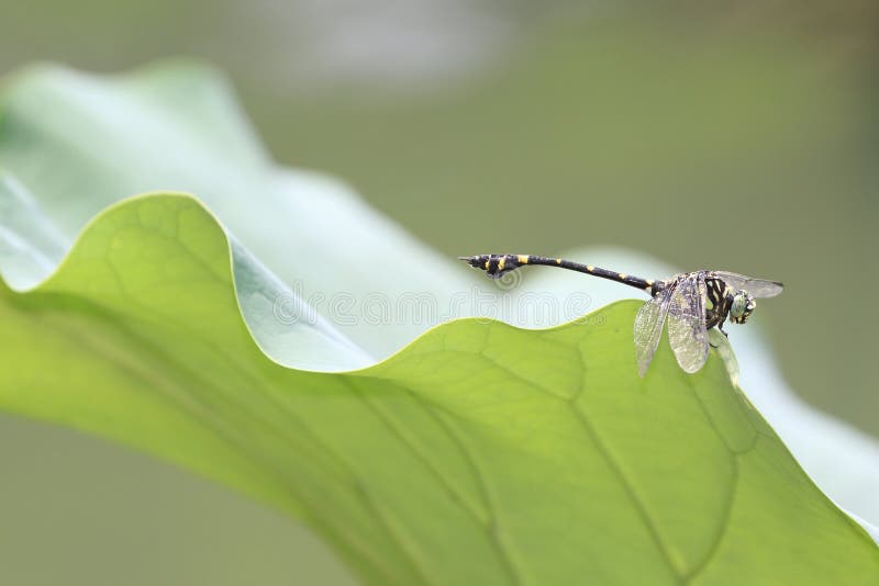 Golden Flangetail on Lotus Leaf Stock Image - Image of leaf, wildlife ...