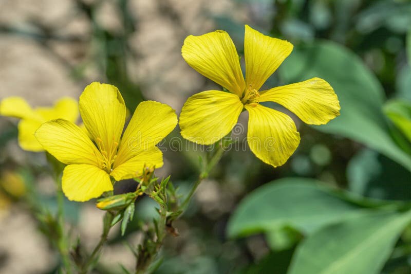 Golden Flax Blossom (Linum Flavum). Stock Image - Image of petal, habit ...
