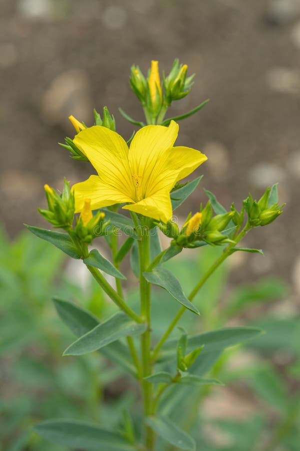 Golden Flax Flower (Linum Flavum). Stock Image - Image of plant, golden ...