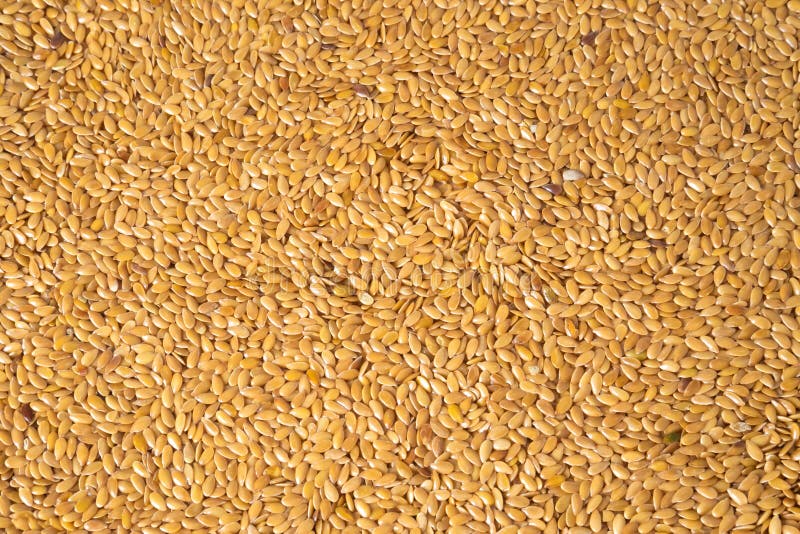 Golden Flax Seed or Linseed Stock Photo - Image of husk, flax: 78273172