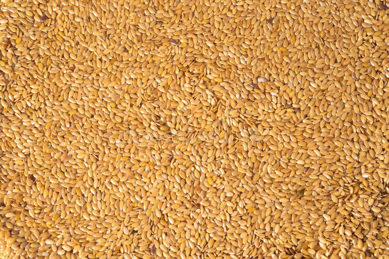 Golden Flax Seed or Linseed Stock Photo - Image of grain, cereal: 78273262