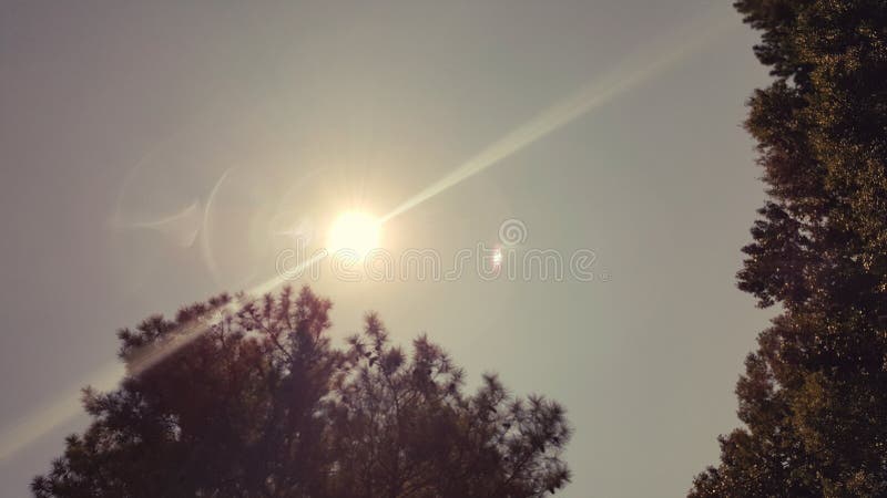 Golden flinch stock photo. Image of flinch, needed, fail - 126681690