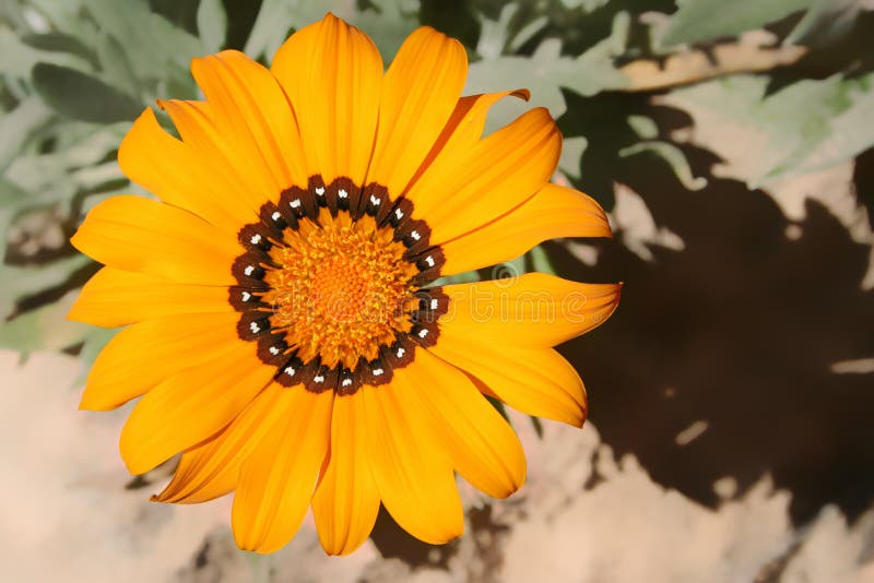 Golden Flower Picture. Image: 657696