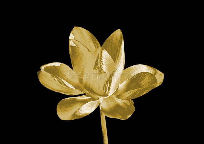 Golden flower stock image. Image of beautiful, abstraction - 96018653