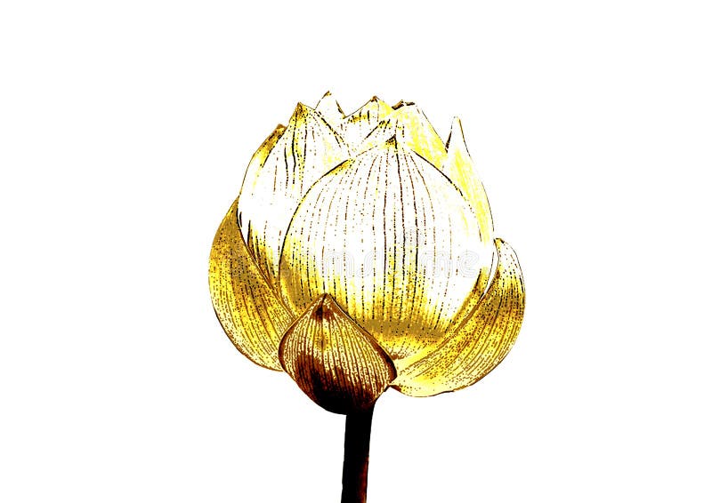 Golden flower stock photo. Image of gold, beautiful, flower - 96019202