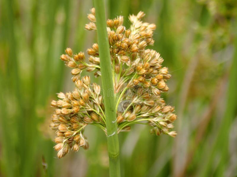 Golden flower stock photo. Image of golden, flower, growing - 52677576