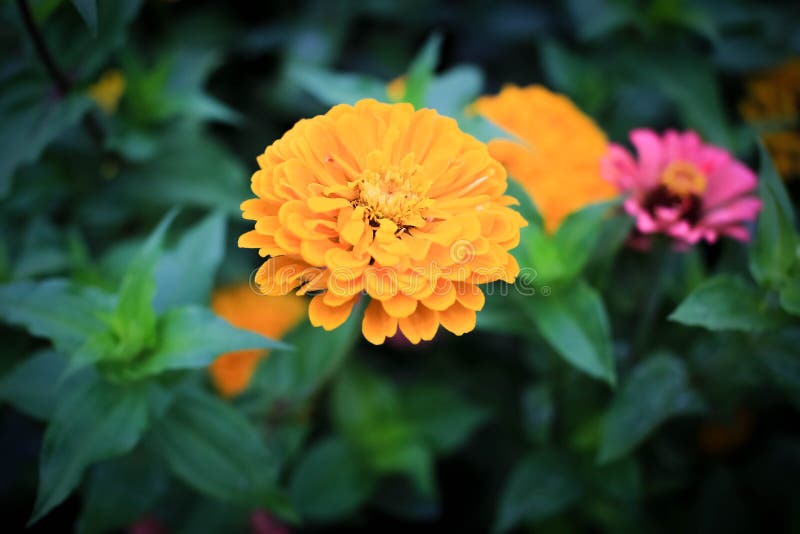 The golden flower stock photo. Image of green, flower - 86953740