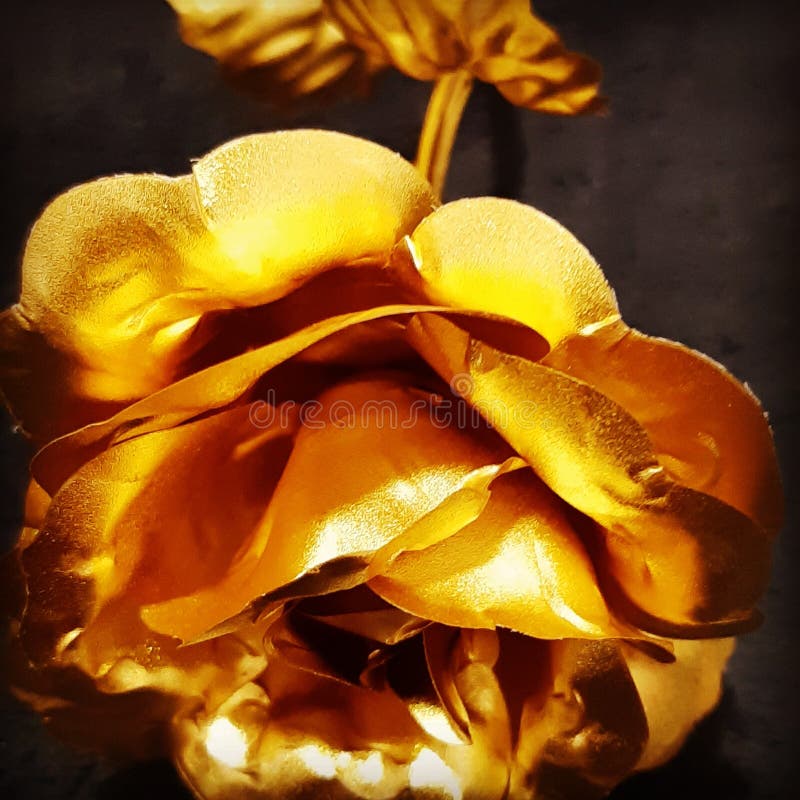 Golden flower stock photo. Image of gold, rose, golden - 145194192