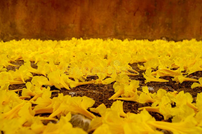 Golden Flowers Fall on the Ground. Stock Image - Image of beautiful ...
