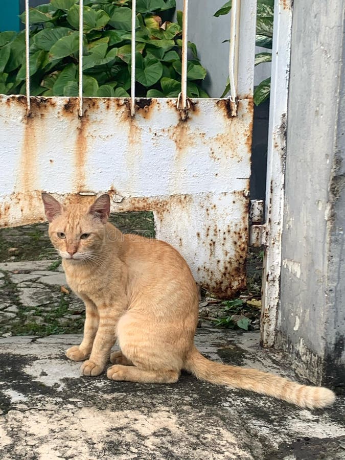 The Golden Cat with Angry Looks Stock Image - Image of carnivore ...