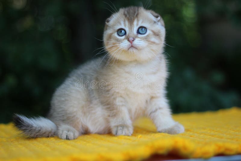 Golden Fold Kitten on a Yellow Plaid Stock Photo - Image of stands ...