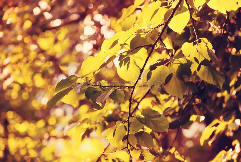 Golden foliage stock photo. Image of natural, background - 25791744