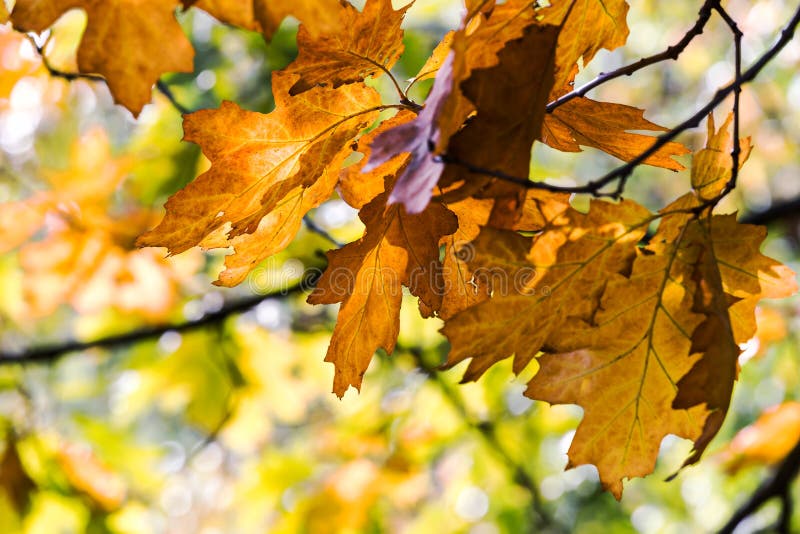 Golden Foliage of Autumn Maple Tree Branch in Forest Stock Photo ...