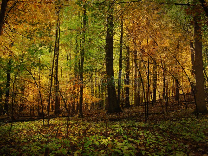 Golden Forest stock image. Image of sunset, sunrise, golden - 10620201