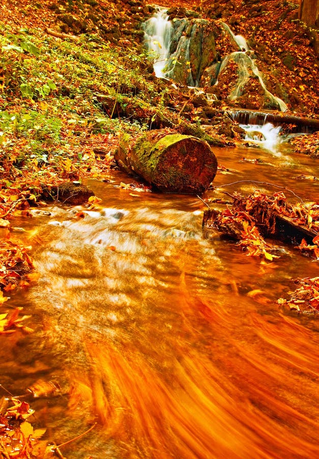 Golden Forest stock photo. Image of leaves, earth, park - 11342984