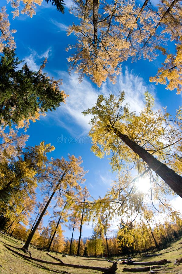 Golden forest stock photo. Image of beauty, beautiful - 16788468