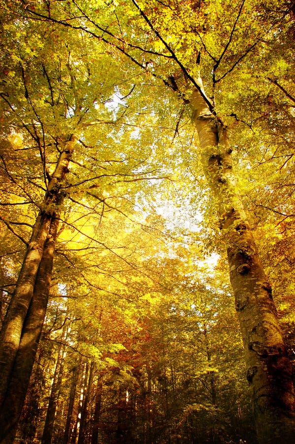 Golden forest stock image. Image of leaves, silhouette - 224371