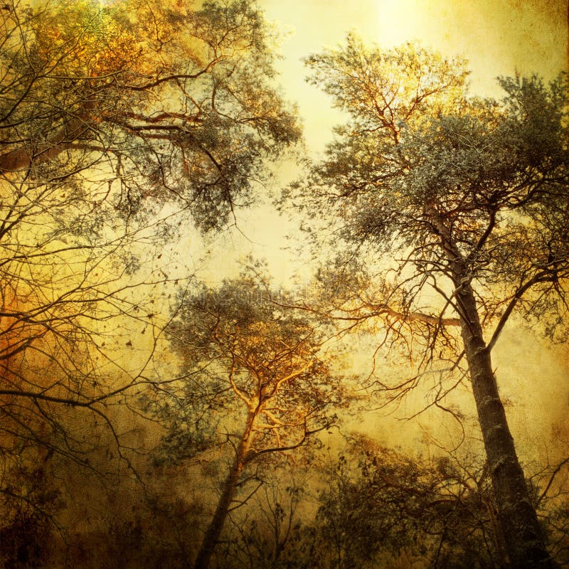 Golden forest stock photo. Image of distressed, dirty - 6166226