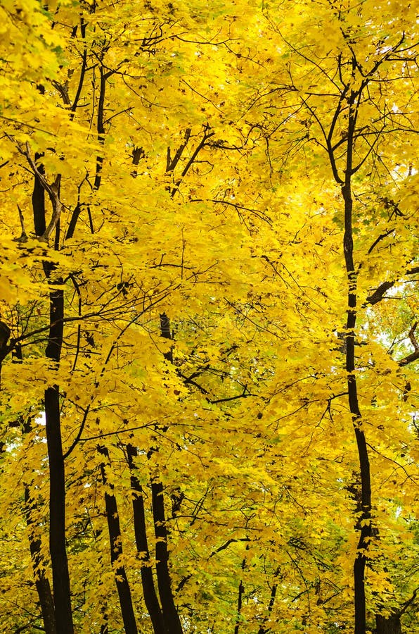 Golden forest stock image. Image of colorful, natural - 35573849