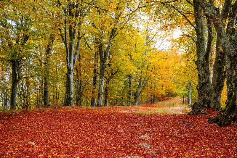 Golden forest stock photo. Image of landscape, magnificent - 91066878